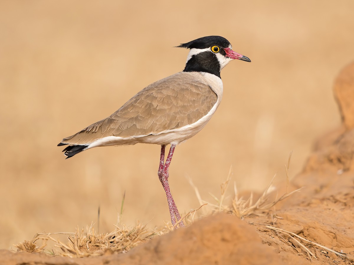 Black-headed Lapwing - Vanellus tectus - Birds of the World