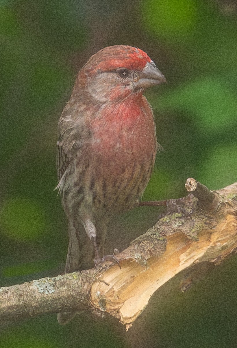 eBird Checklist - 16 May 2024 - My Yard and Neighborhood - 1 species