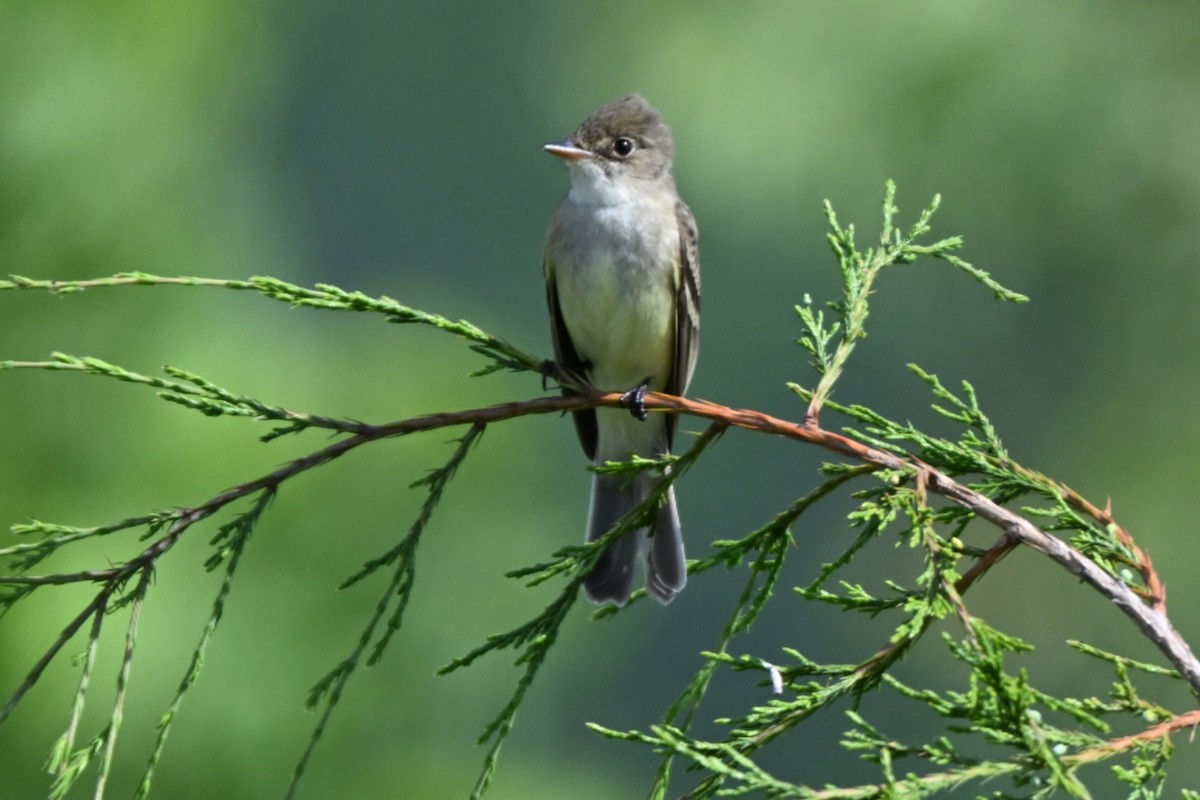 eBird Checklist - 16 May 2024 - Charlie Carson Rd. - 20 species