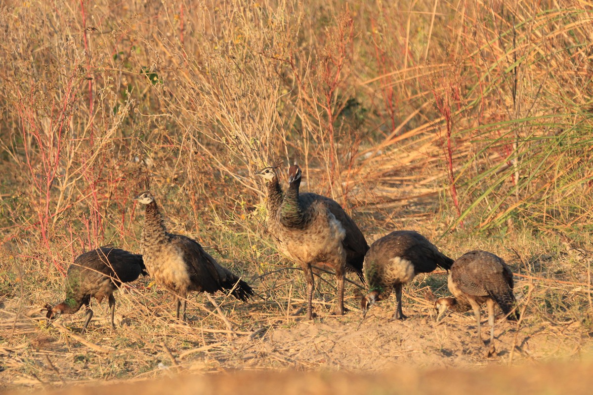 eBird Checklist - 21 Nov 2021 - Chappar Chiri - 6 species