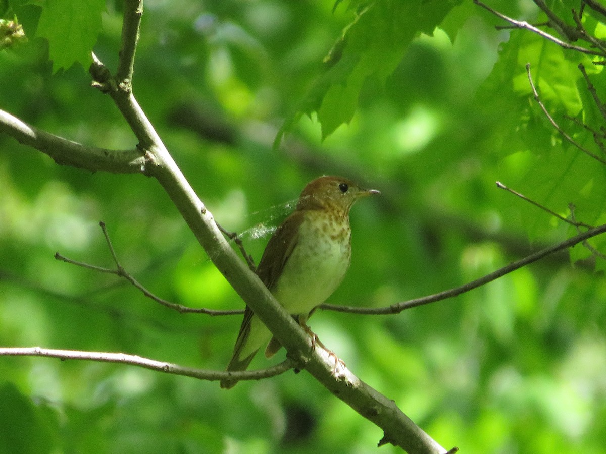 eBird Checklist - 17 May 2024 - Grace Robson State Wildlife Sanctuary ...