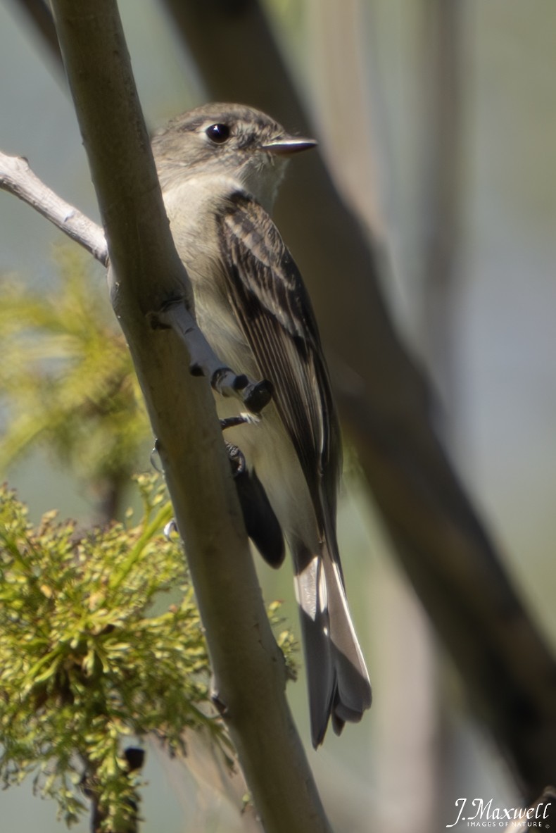 eBird Checklist - 16 May 2024 - Elks Park - 12 species (+2 other taxa)