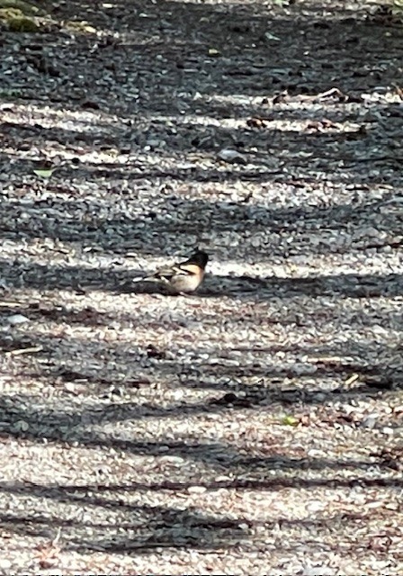 eBird Checklist - 17 May 2024 - Point Robinson - 9 species