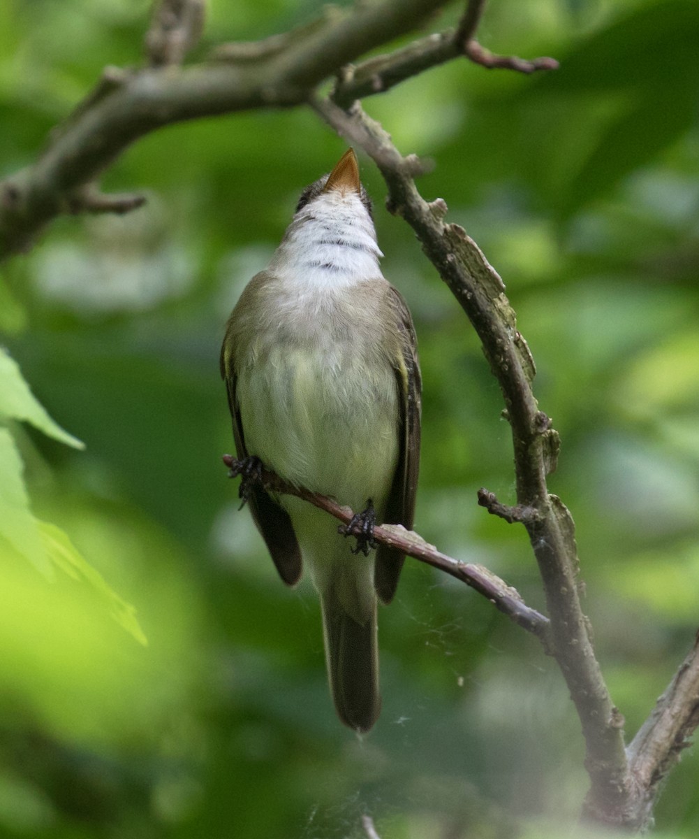 eBird Checklist - 17 May 2024 - Swan Harbor Farm Park - 34 species