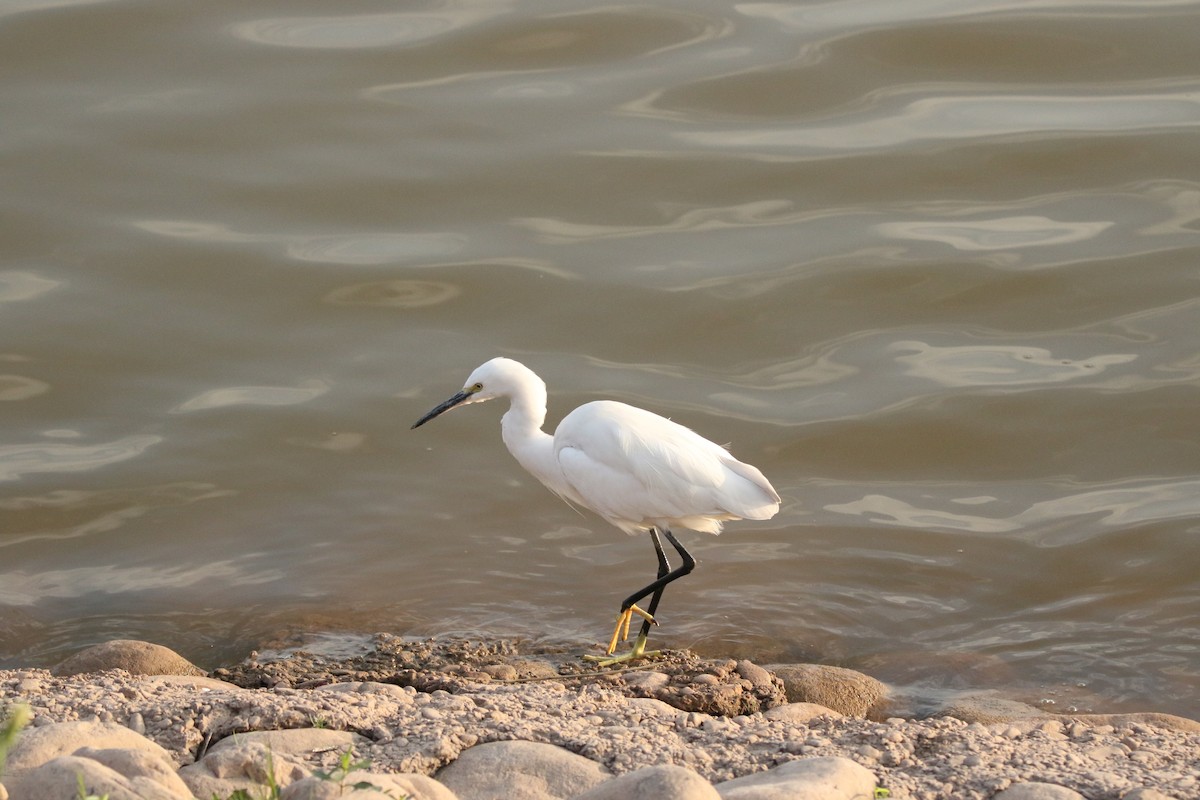eBird Checklist - 12 Mar 2024 - Sukhna Lake - 16 species