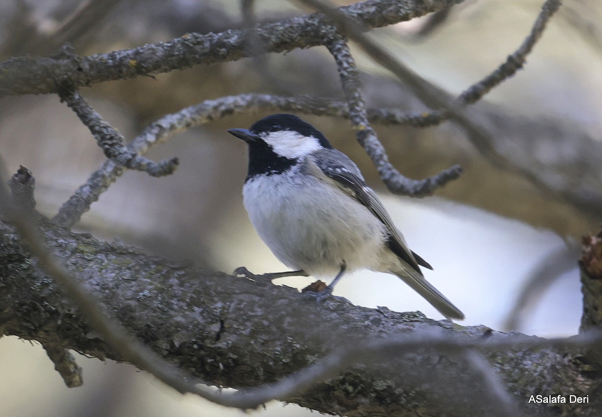 Coal Tit (Caucasus) - eBird