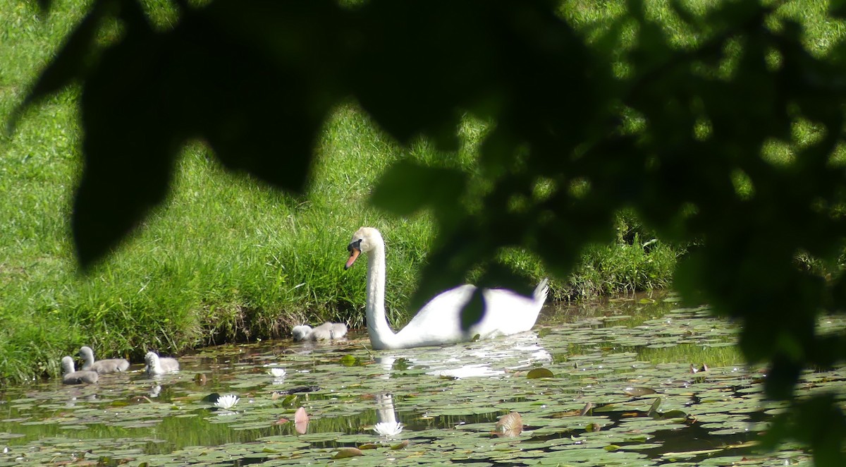 eBird Checklist - 17 May 2024 - Binder Lake - 19 species