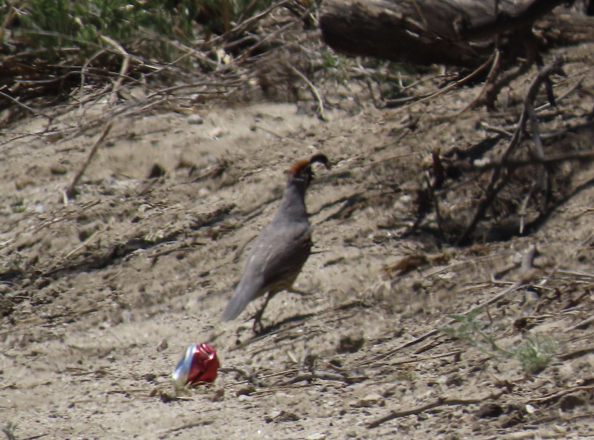 eBird Checklist - 17 May 2024 - Big Morongo Canyon Preserve & Covington ...