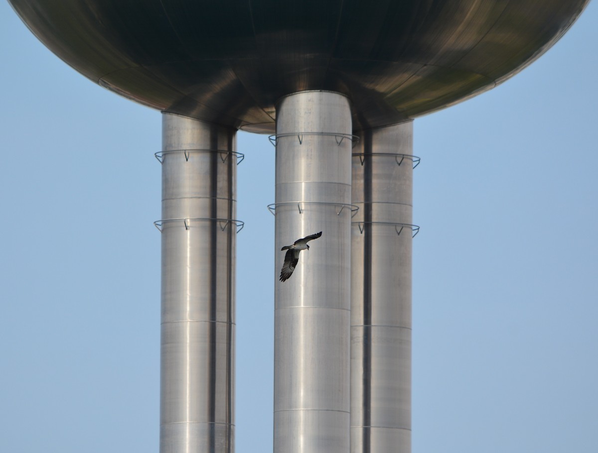 eBird Checklist - 17 May 2024 - General Motors Technical Center ...