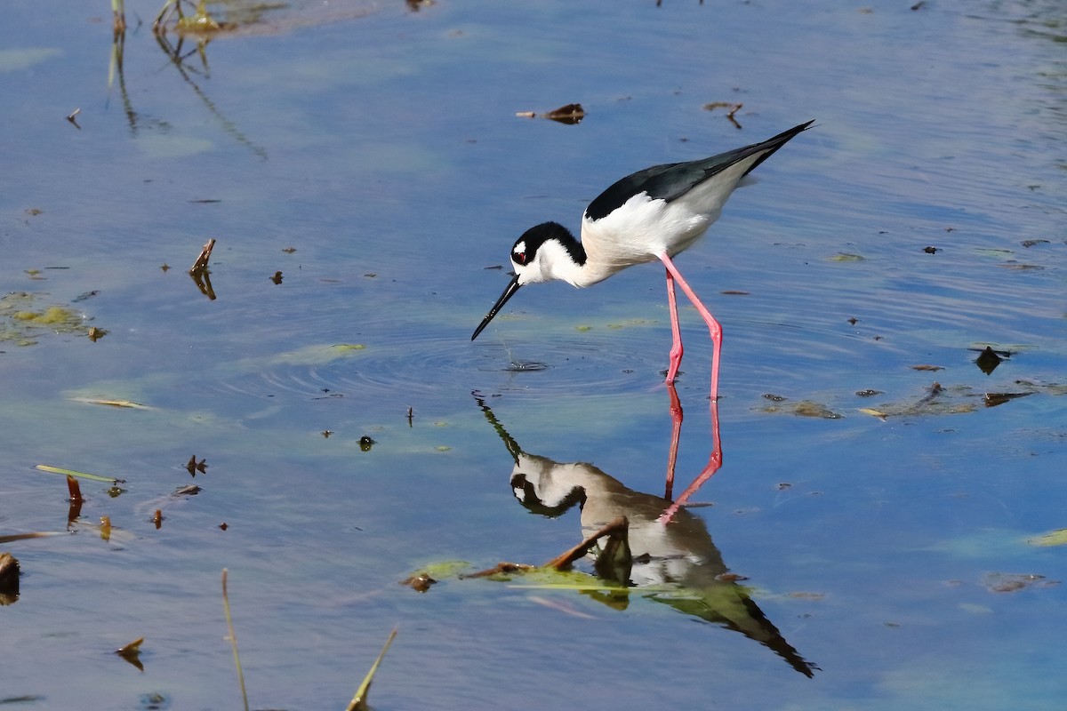 eBird Checklist - 10 May 2024 - Howard Marsh Metropark West Unit - 36 ...