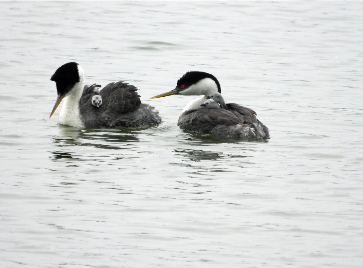 eBird Checklist - 17 May 2024 - Frank G. Bonelli RP/Puddingstone ...