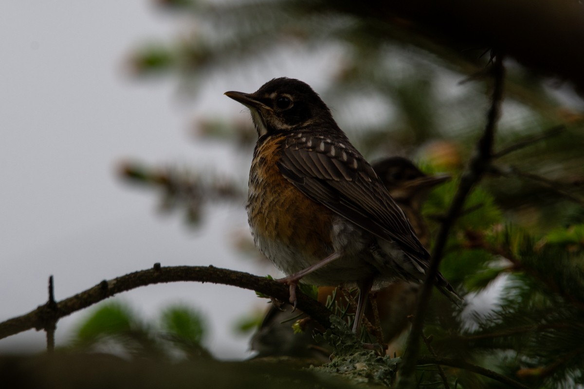 Pennsylvania Bird Atlas Checklist - 17 May 2024 - Hardy Homestead ...