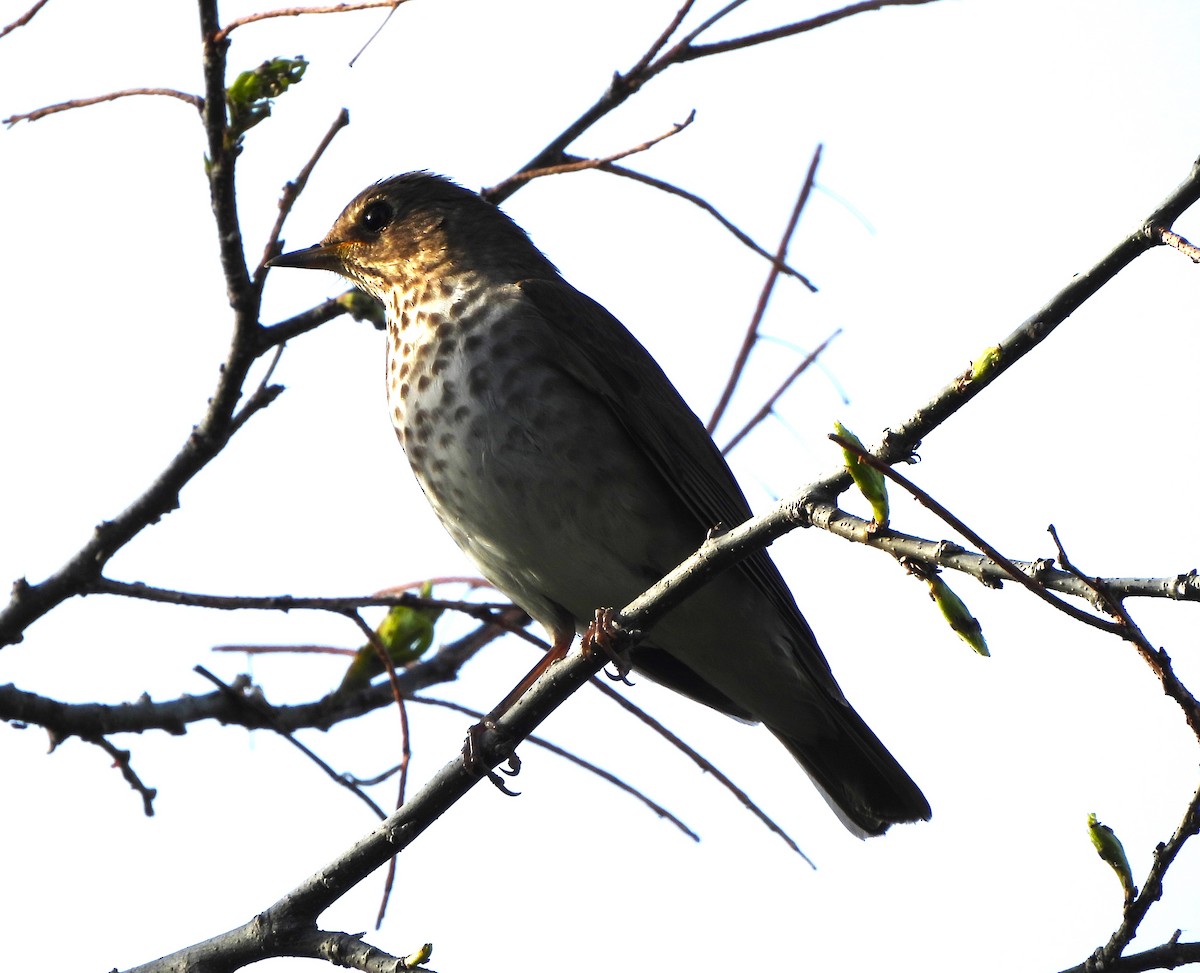 eBird Checklist - 16 May 2024 - My yard - west Billings - 1 species