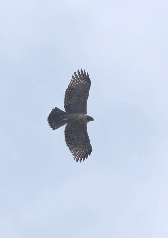 Mountain Hawk-Eagle (nipalensis) - eBird