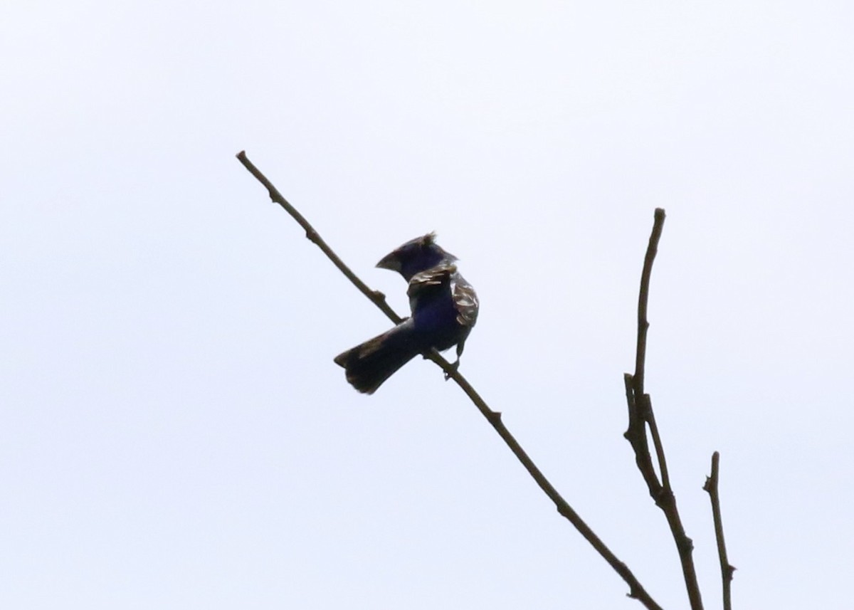 eBird Checklist - 15 May 2024 - Waterloo RA—Loveland Rd and Green Rd ...