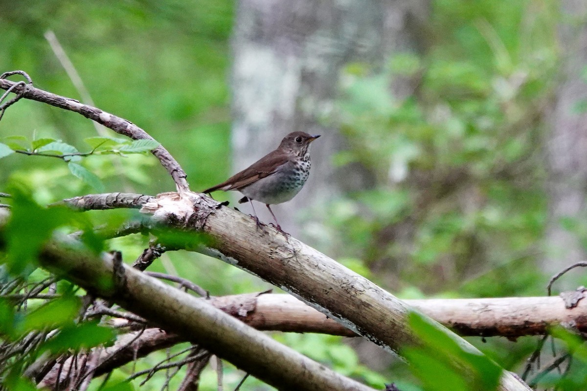 eBird Checklist - 18 May 2024 - Larsen Sanctuary, CT Audubon - 23 species
