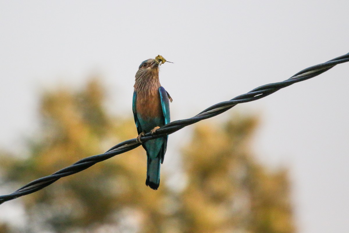 eBird Checklist - 18 May 2024 - Thapli - 6 species