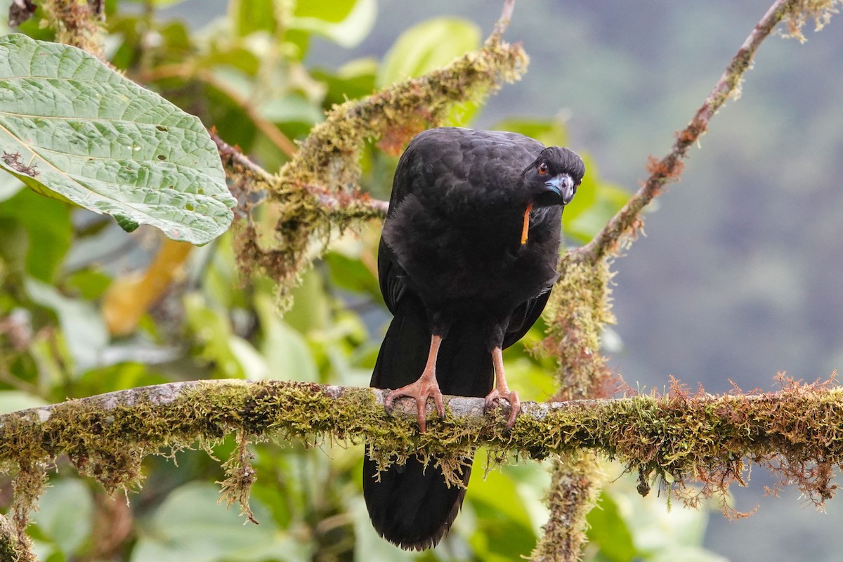 Wattled Guan - Aburria aburri - Media Search - Macaulay Library and eBird