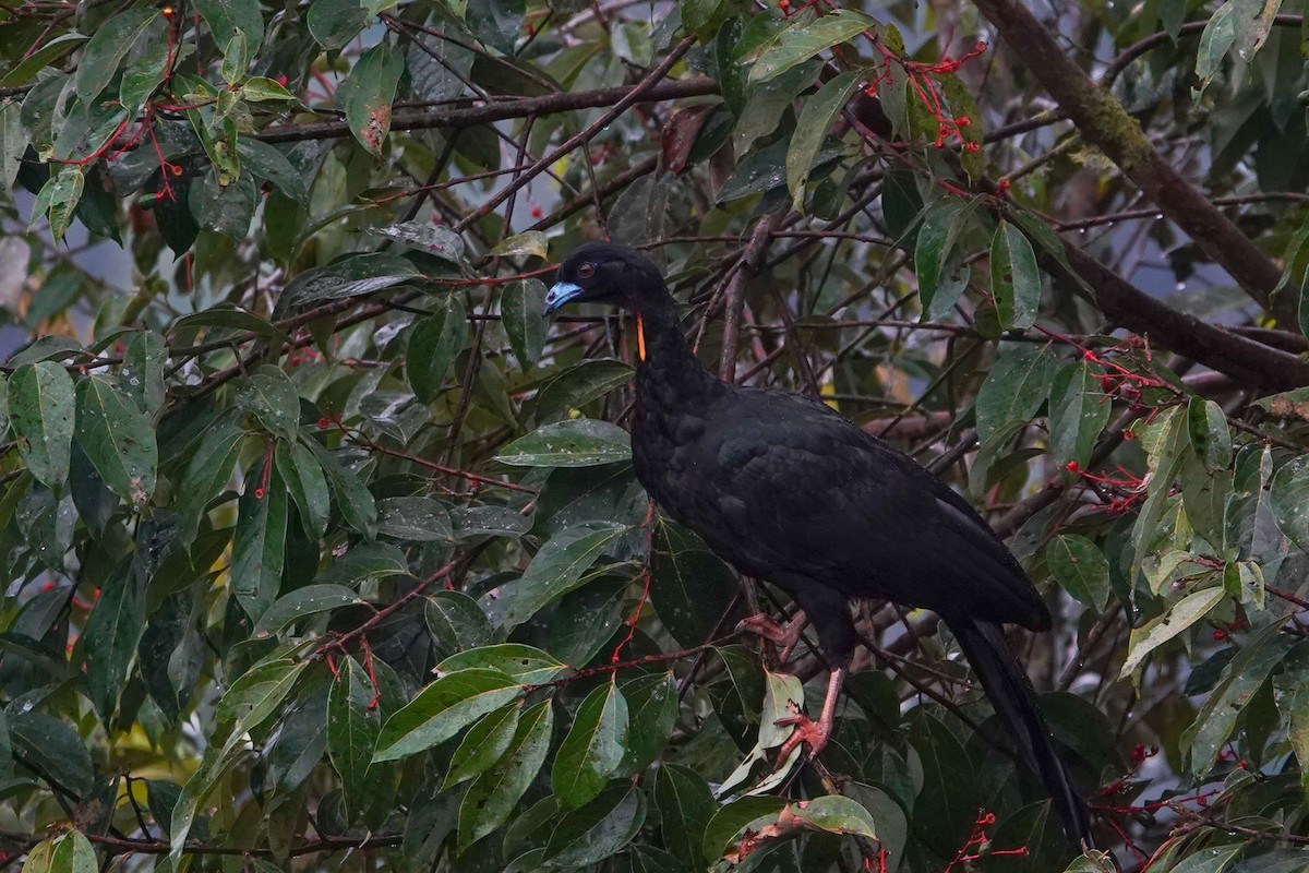 Wattled Guan - Aburria aburri - Media Search - Macaulay Library and eBird
