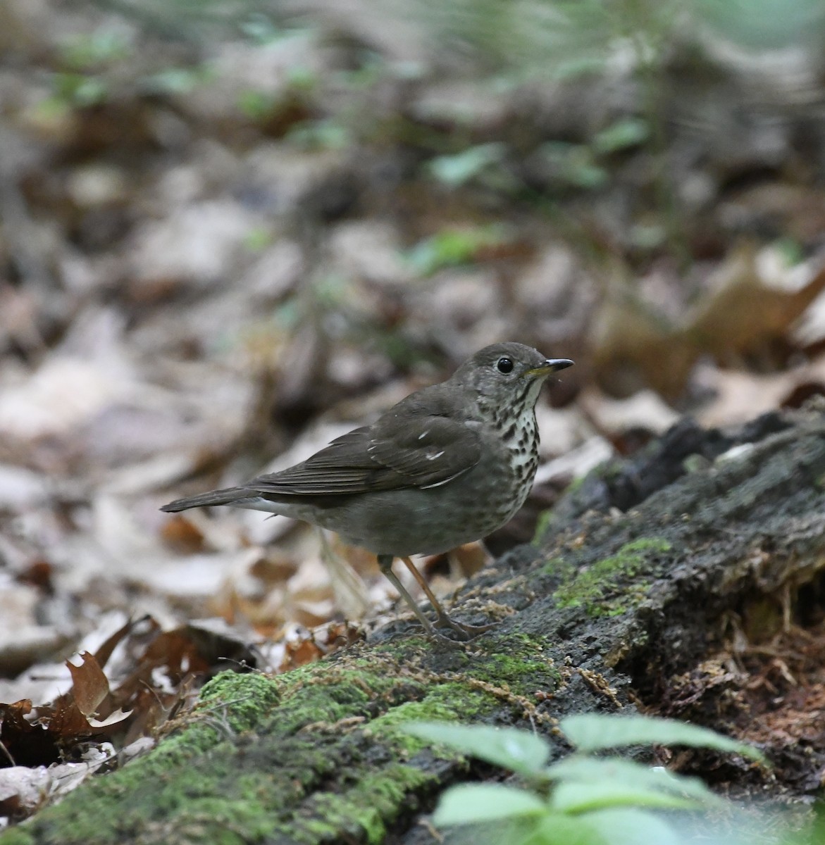 eBird Checklist - 18 May 2024 - Middle Creek WMA (IBA) (Lancaster Co ...