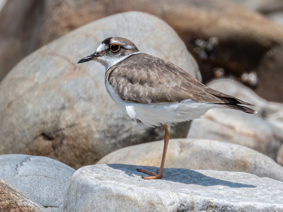 Long-billed Plover - Thinornis placidus - Birds of the World