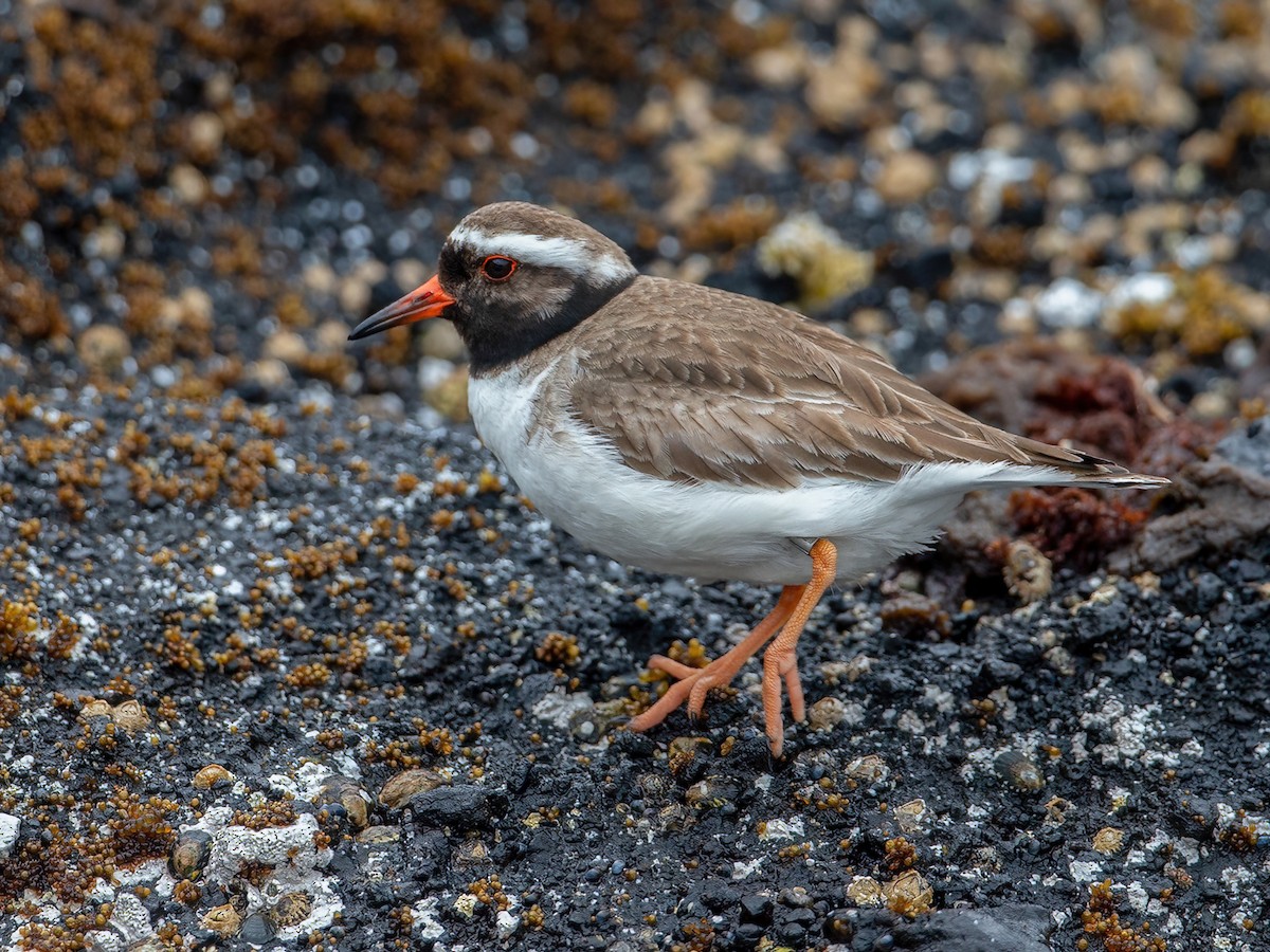Shore Plover - Thinornis novaeseelandiae - Birds of the World