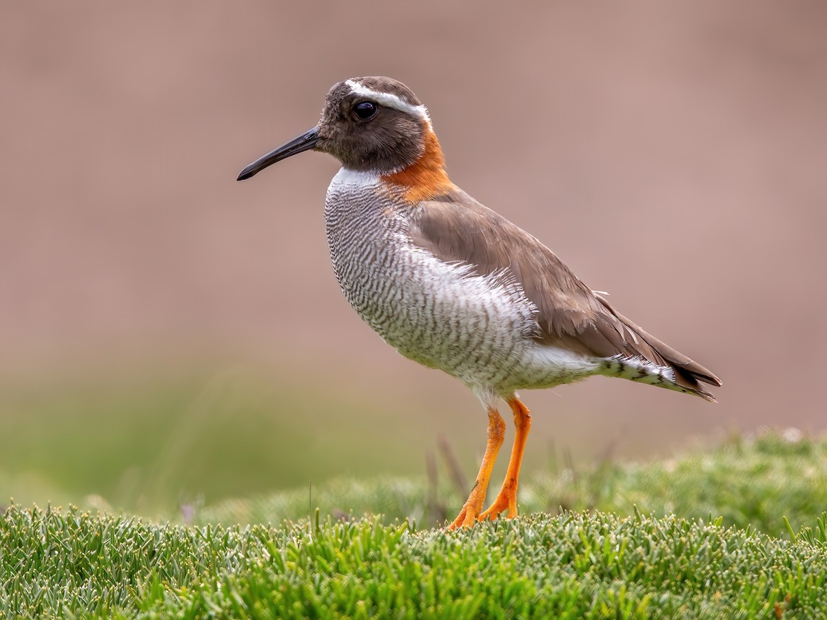 Diademed Sandpiper-Plover - Phegornis mitchellii - Birds of the World