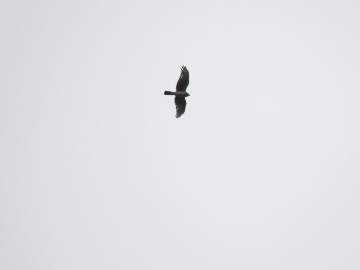 eBird Checklist - 18 May 2024 - Wallkill River NWR--Liberty Marsh ...