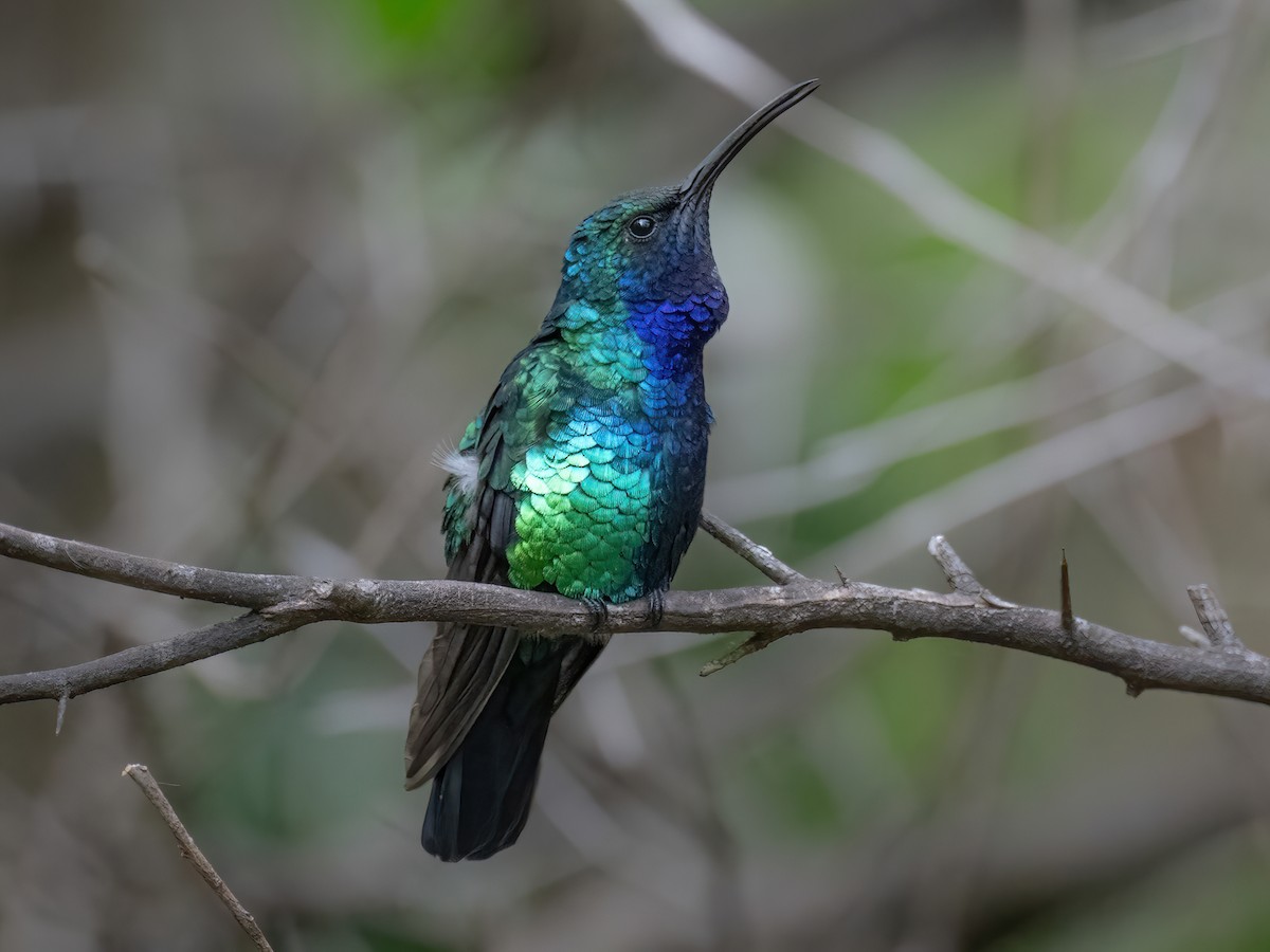 Santa Marta Sabrewing - Campylopterus phainopeplus - Birds of the World