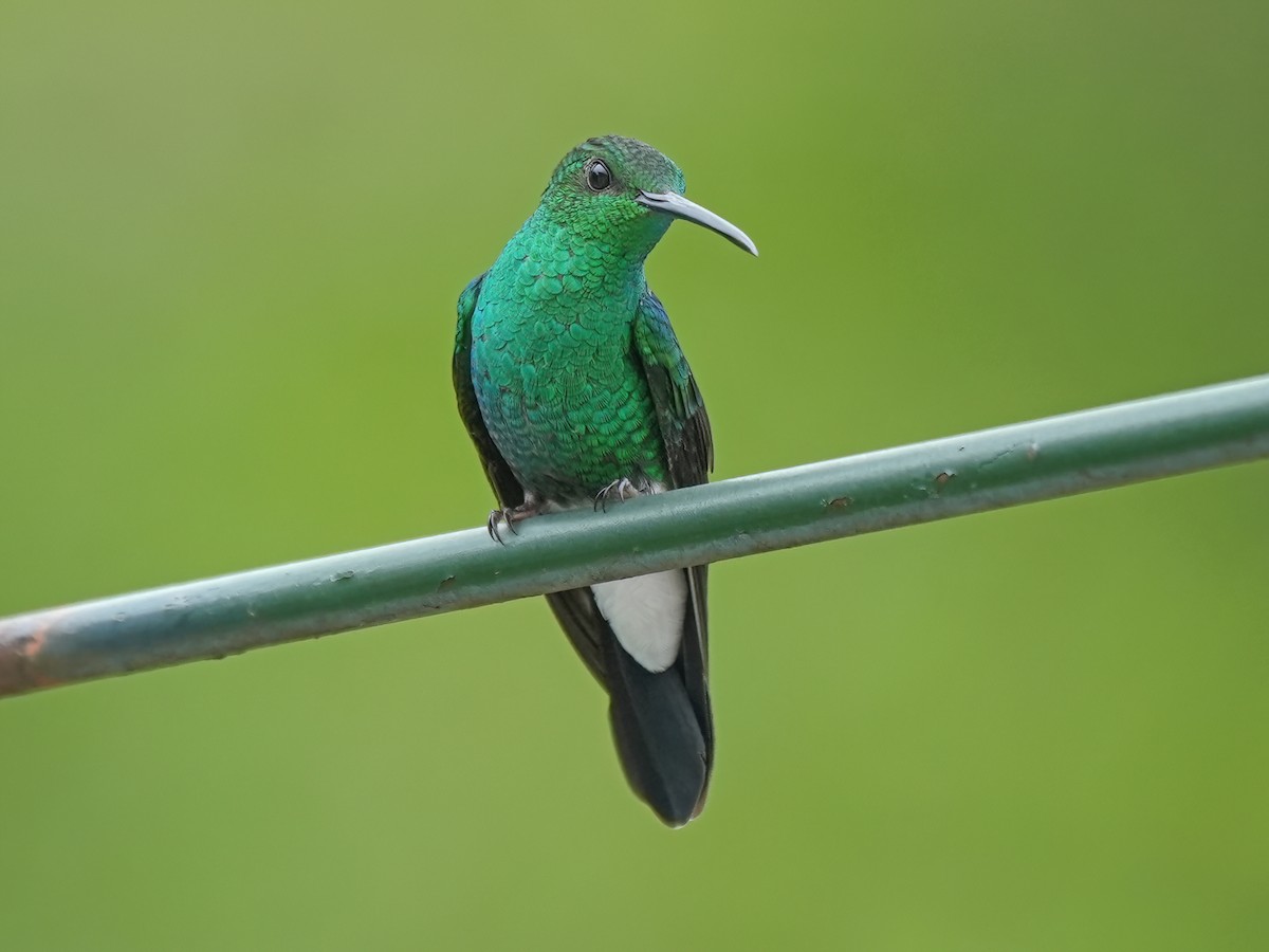 White-vented Plumeleteer - Chalybura buffonii - Birds of the World