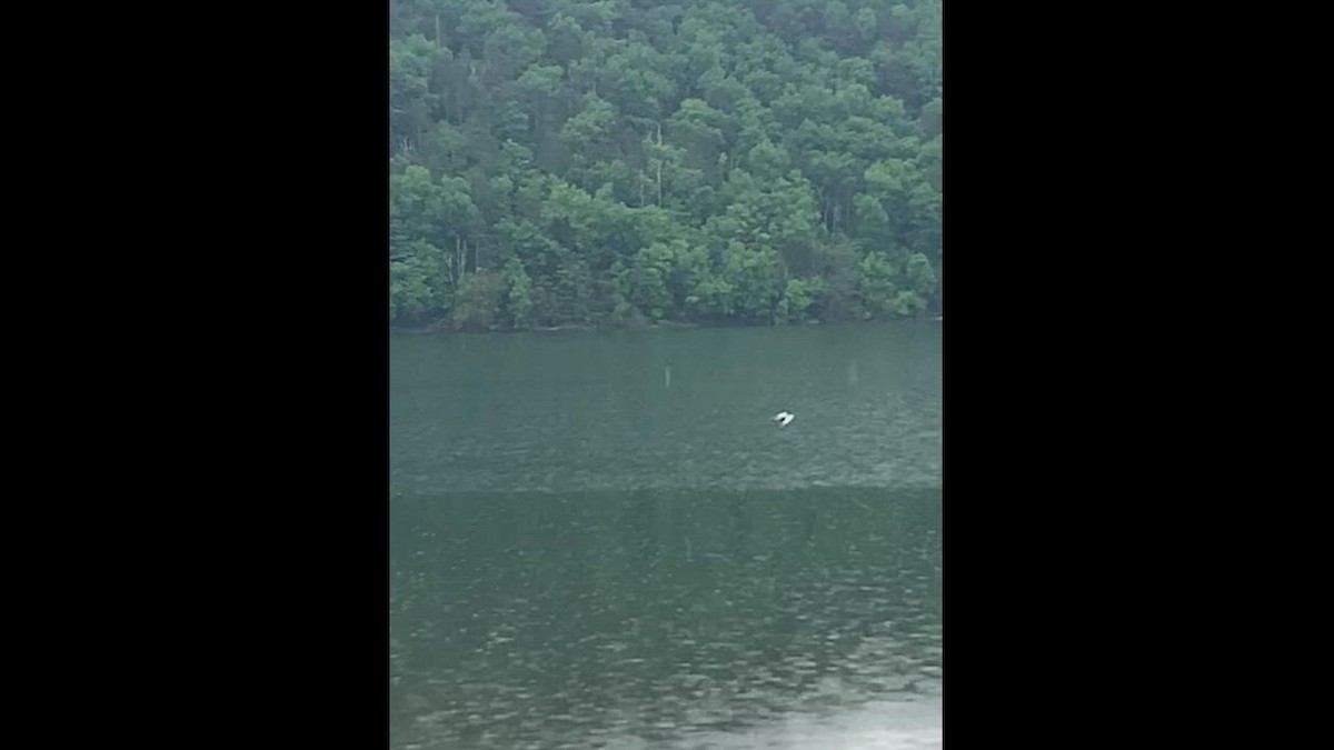 Pennsylvania Bird Atlas Checklist - 18 May 2024 - Beltzville SP--Day Use Area - 24 species