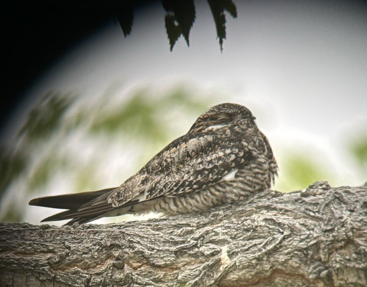 eBird Checklist - 18 May 2024 - Rovana - 2 species