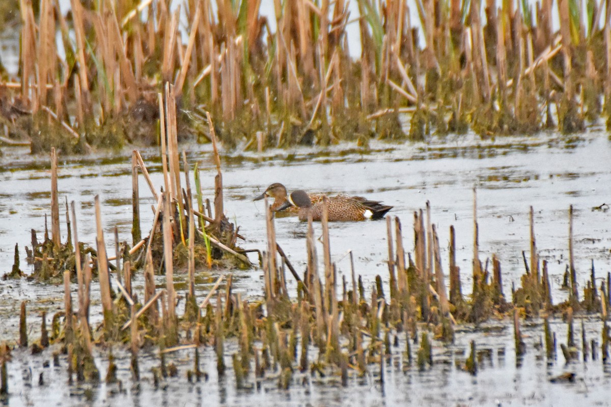 eBird Checklist - 9 May 2024 - Howard Marsh Metropark - 20 species