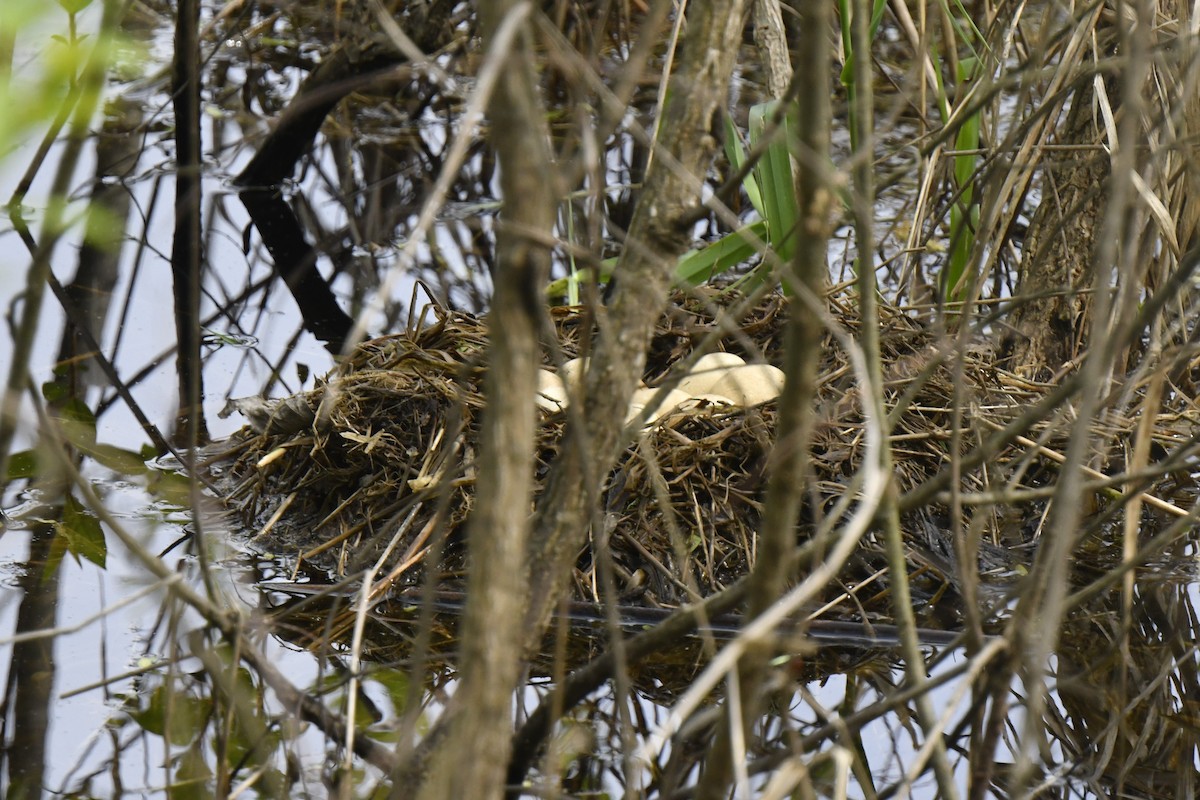 Pennsylvania Bird Atlas Checklist - 18 May 2024 - Scotia Barrens (IBA ...