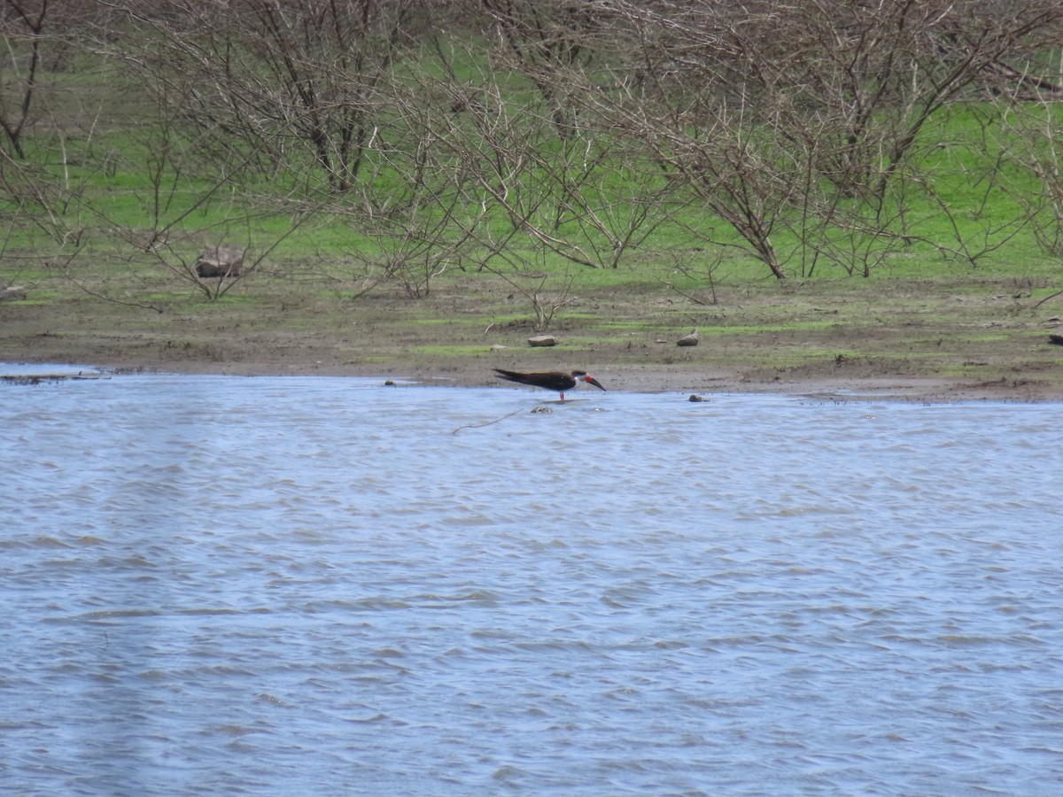 eBird Checklist - 18 May 2024 - Muizenberg Dam - 8 species