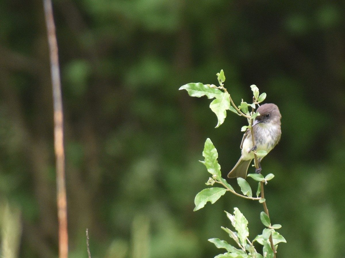 Pennsylvania Bird Atlas Checklist - 17 May 2024 - Meetinghouse Rd, West ...