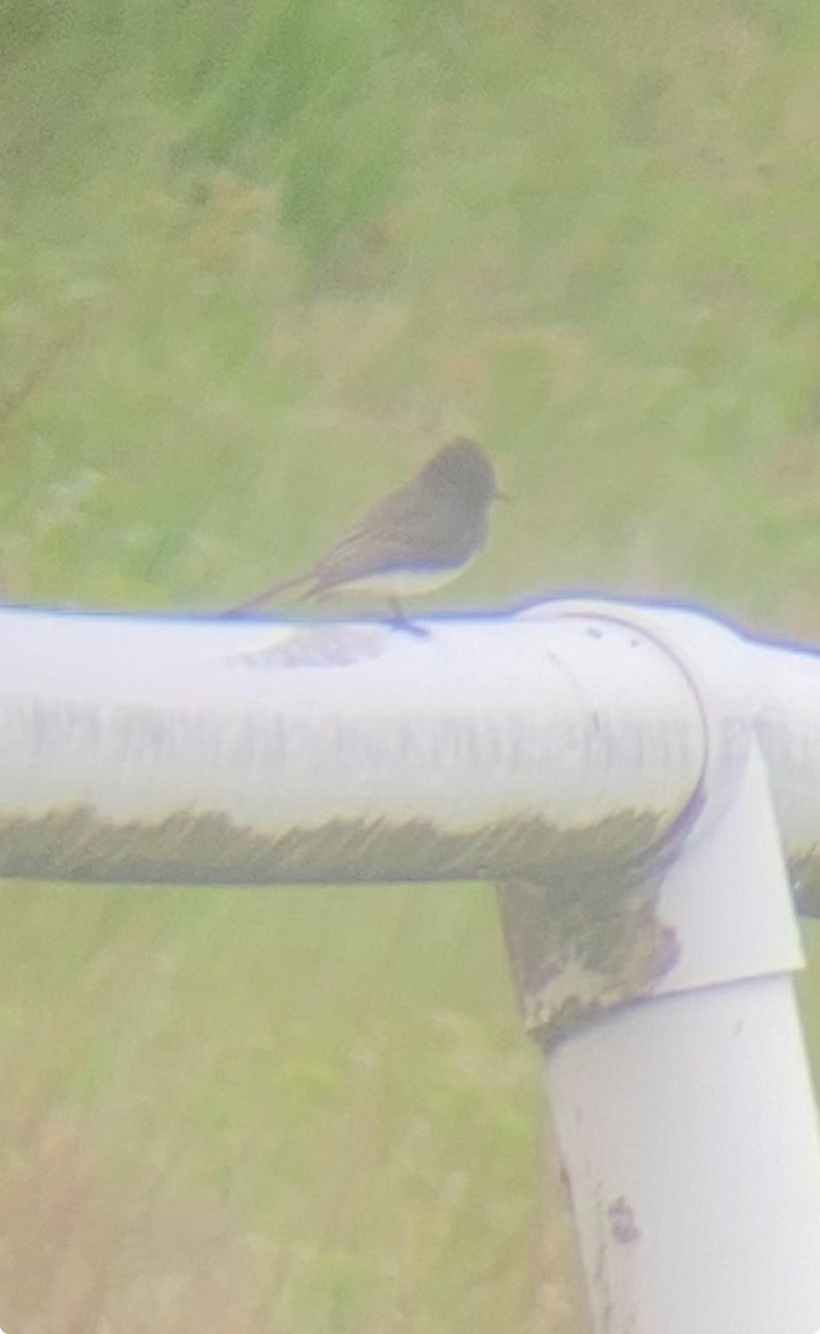 eBird Checklist - 18 May 2024 - 204th Street, Kent - 43 species