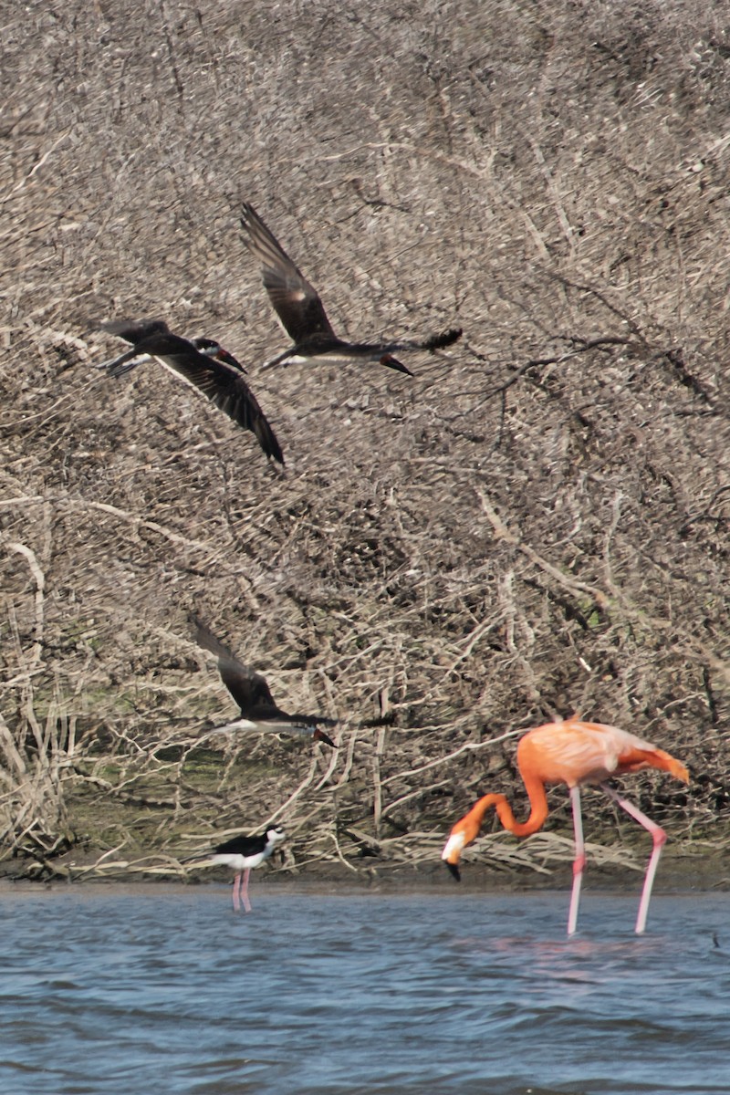 eBird Checklist - 17 May 2024 - Muizenberg Dam - 34 species