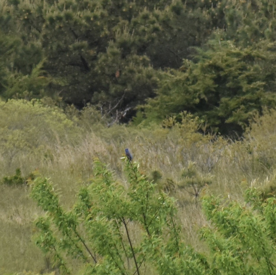 eBird Checklist - 17 May 2024 - Calverton VOR (CCC), field - 22 species