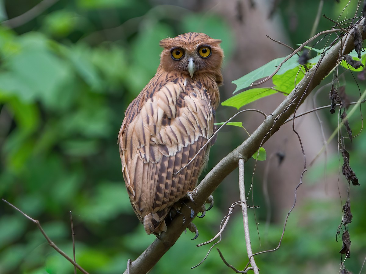 Philippine Eagle-Owl - Ketupa philippensis - Birds of the World