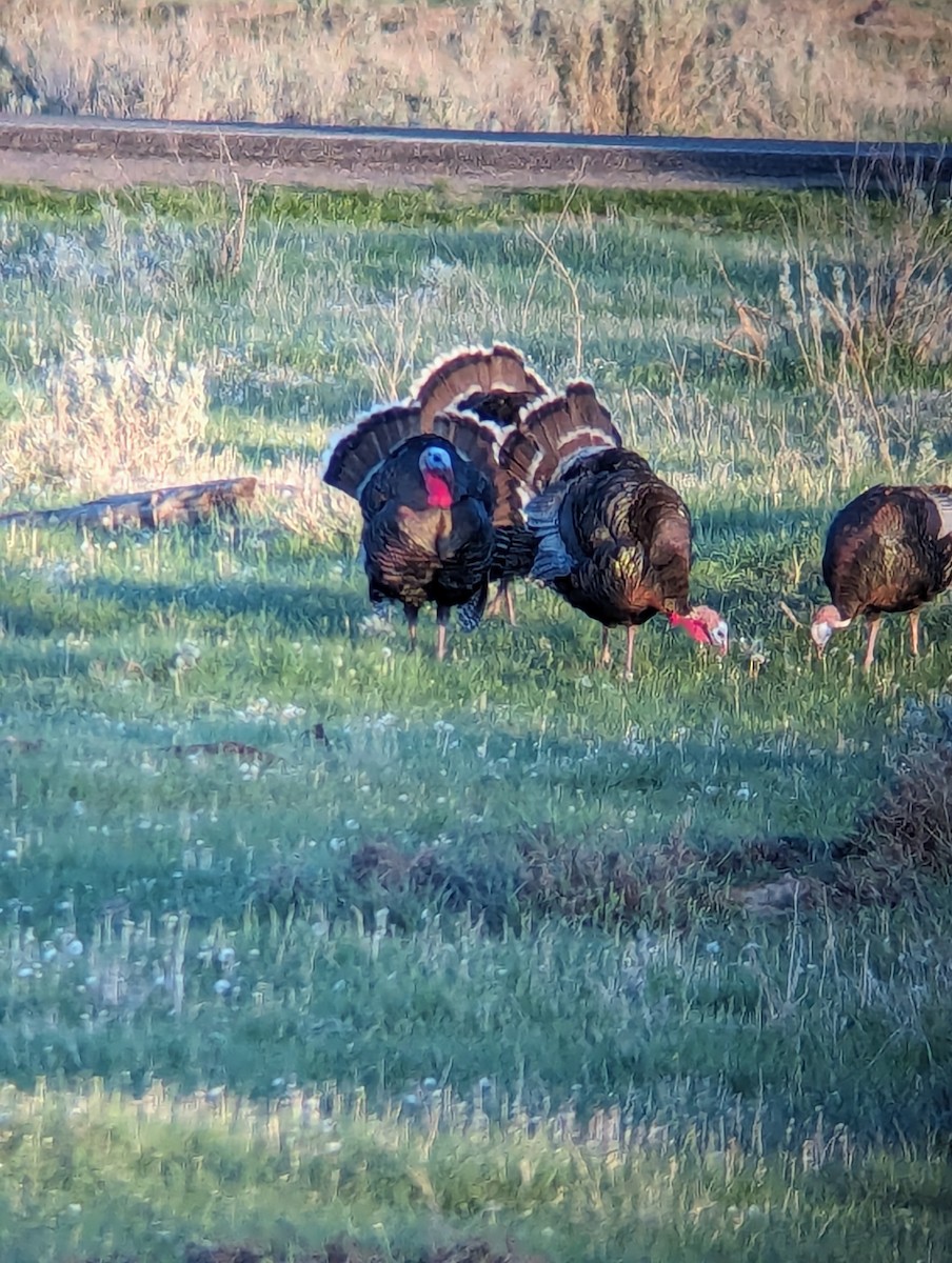 eBird Checklist - 18 May 2024 - Theodore Roosevelt NP--South Unit - 23 ...