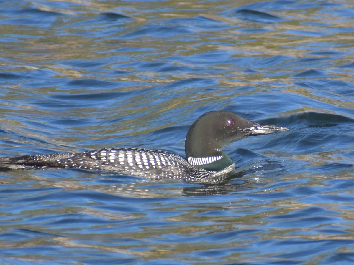 eBird Checklist - 18 May 2024 - Prescott--Lynx Lake - 11 species