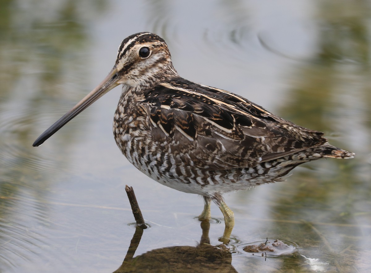 Pennsylvania Bird Atlas Checklist - 18 May 2024 - 314–398 Water St ...