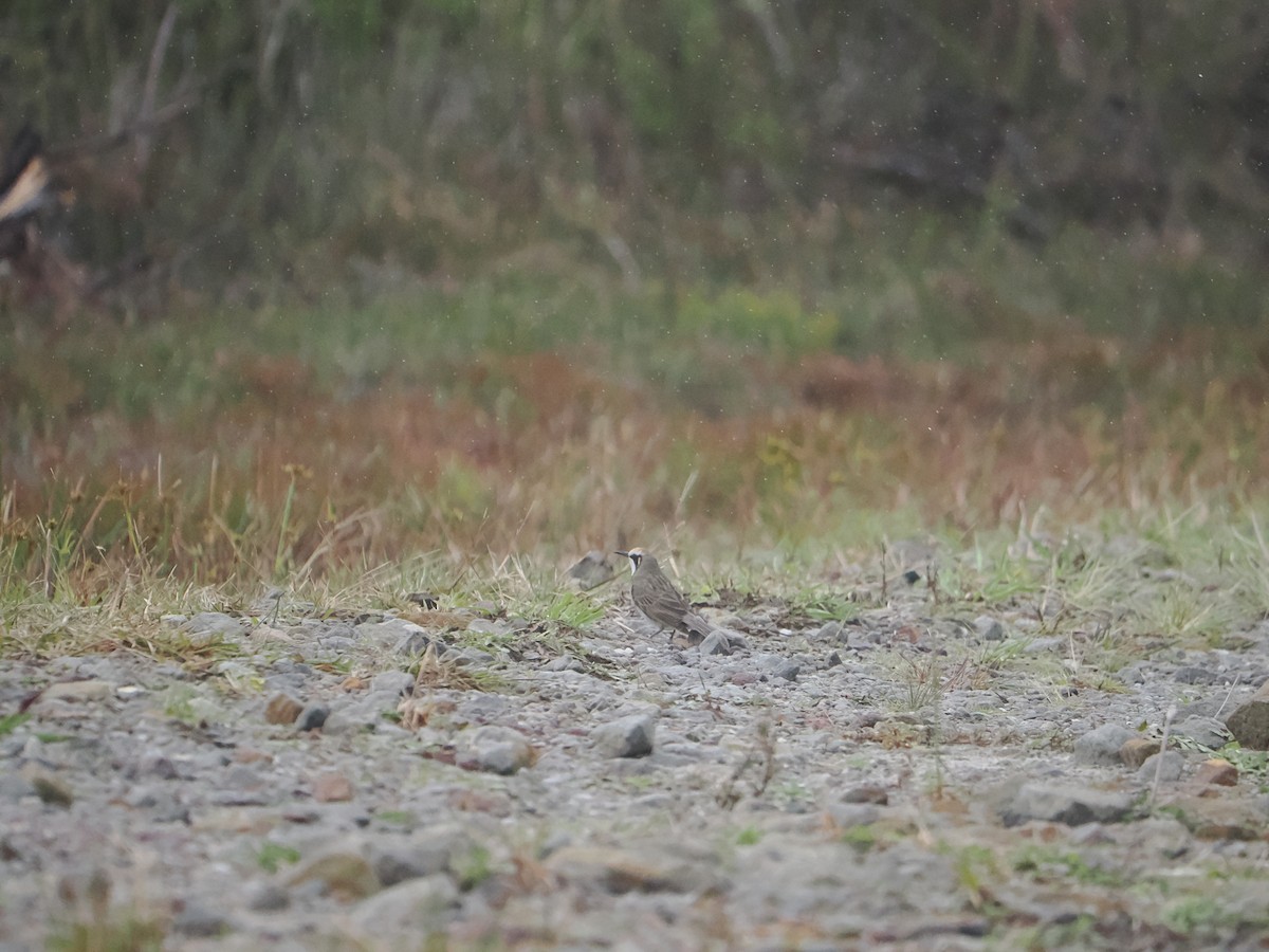 eBird Checklist - 18 May 2024 - Beecroft Weapons Range - 7 species