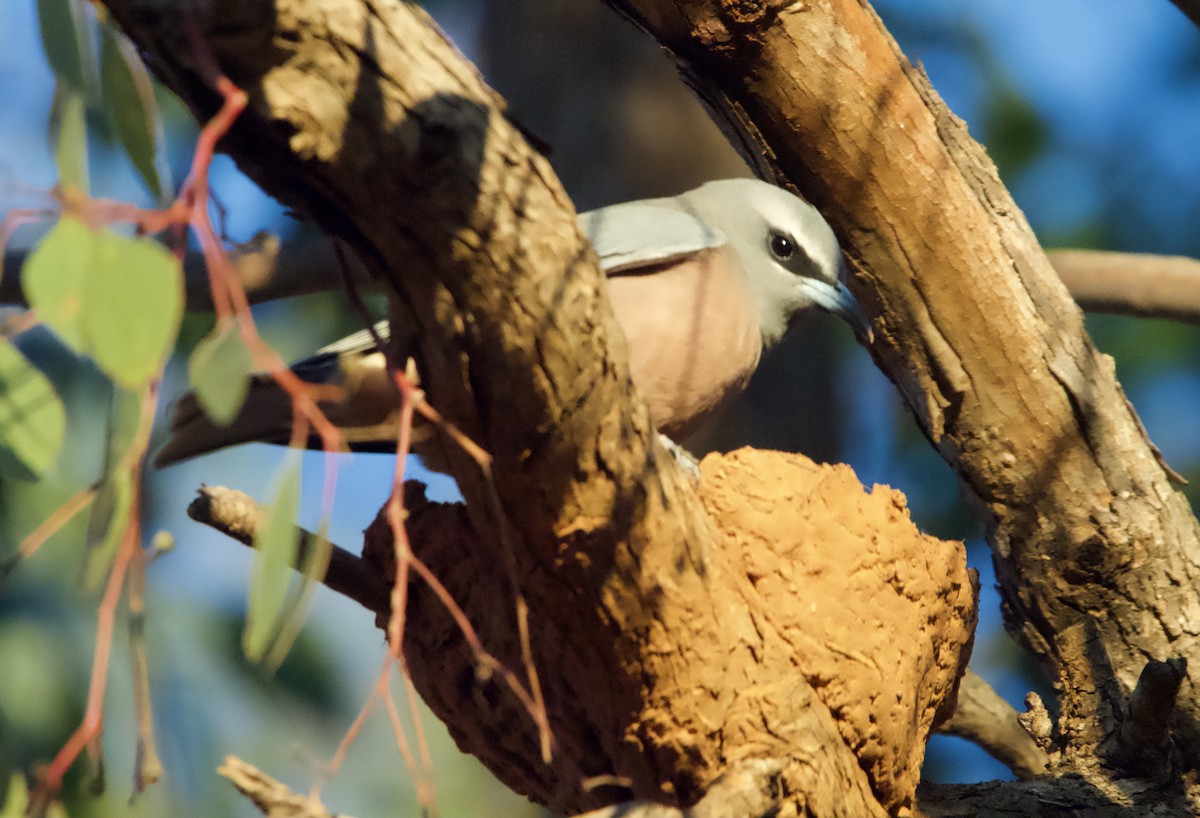 Maryland-DC Breeding Bird Atlas Checklist - 19 May 2024 - Old Reservoir ...