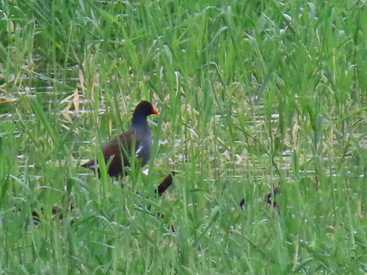 Pennsylvania Bird Atlas Checklist - 19 May 2024 - Scotia Barrens (IBA ...