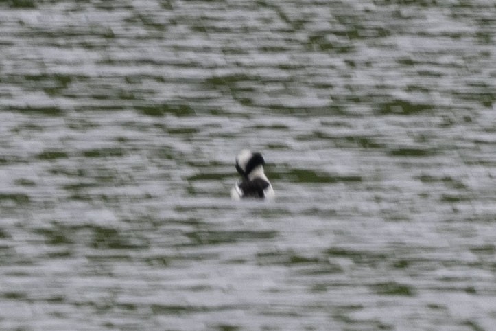eBird Checklist - 13 May 2024 - Rockefeller SP Preserve--Swan Lake area ...