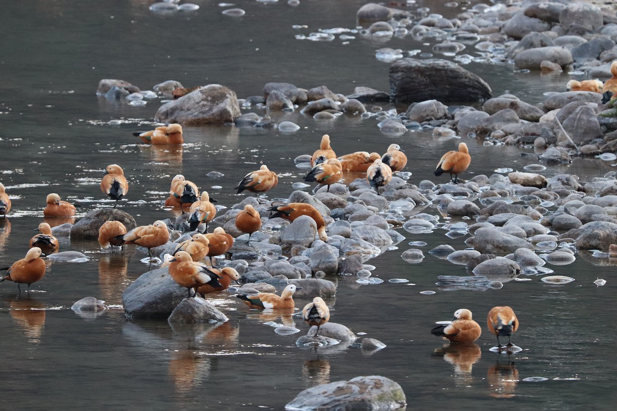 eBird Checklist - 28 Feb 2019 - Paro Valley - 22 species
