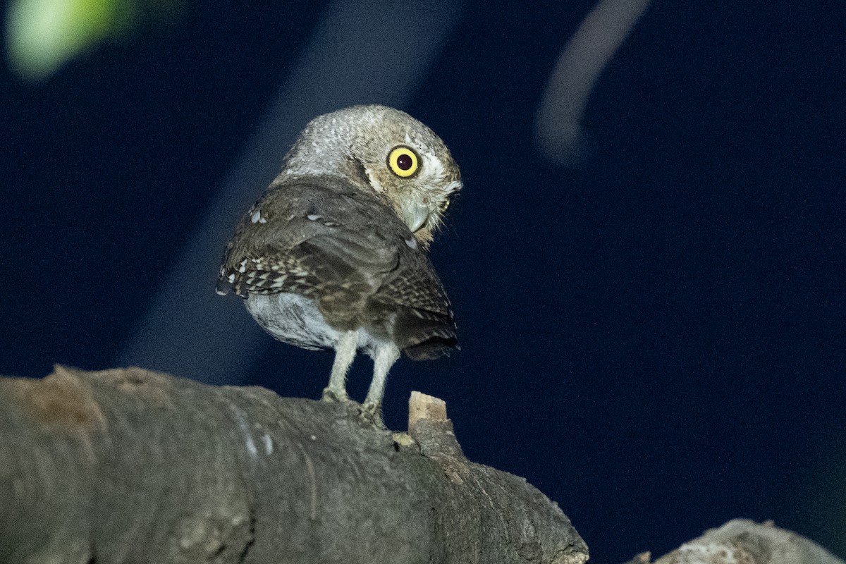 eBird Checklist - 8 May 2024 - Battiste's Bird Garden - 1 species