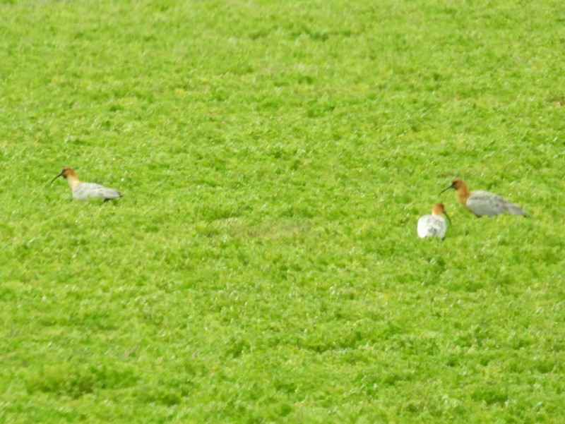 eBird Checklist - 23 Dec 2023 - Ruta Y-50, Punta Arenas - 15 species